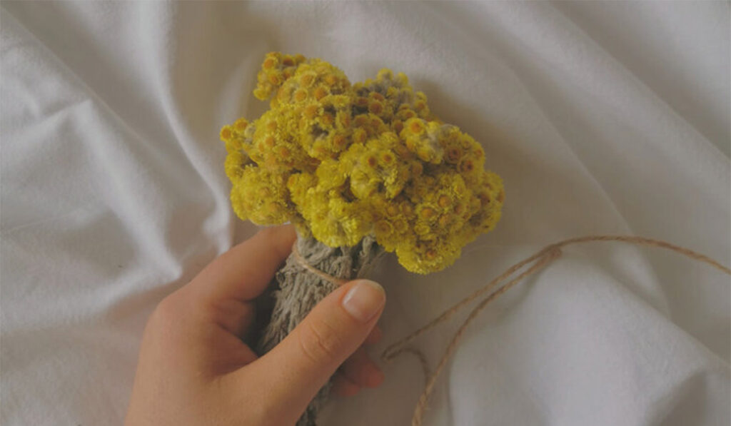 Beneficiile plantei Siminoc (Helichrysum arenarium). Putini stiu cat ...